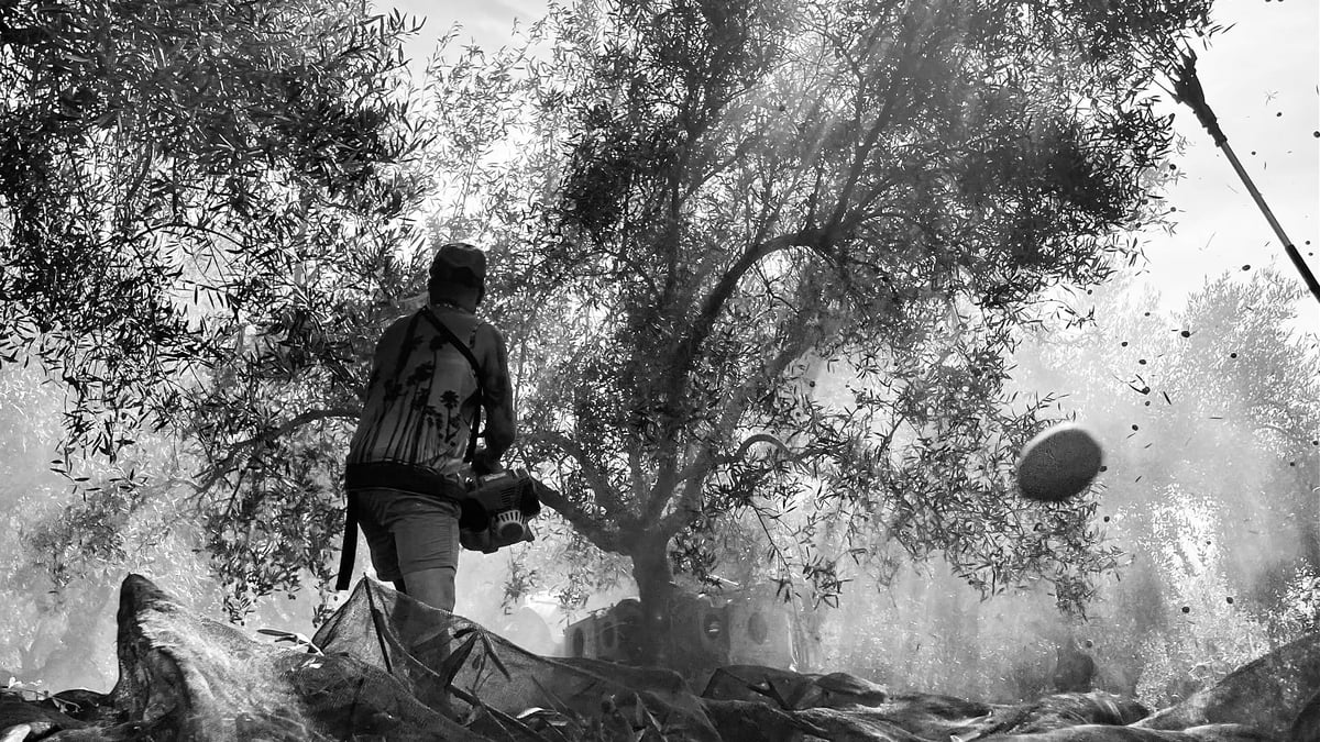 Olive Oil Times