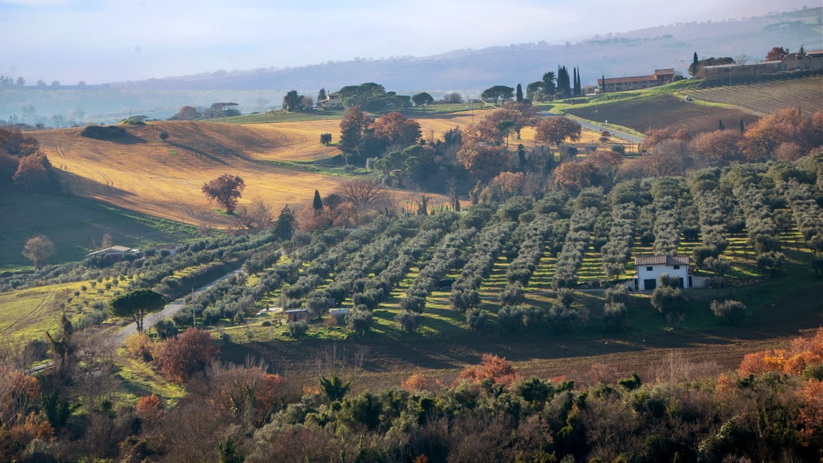 Olive Oil Times