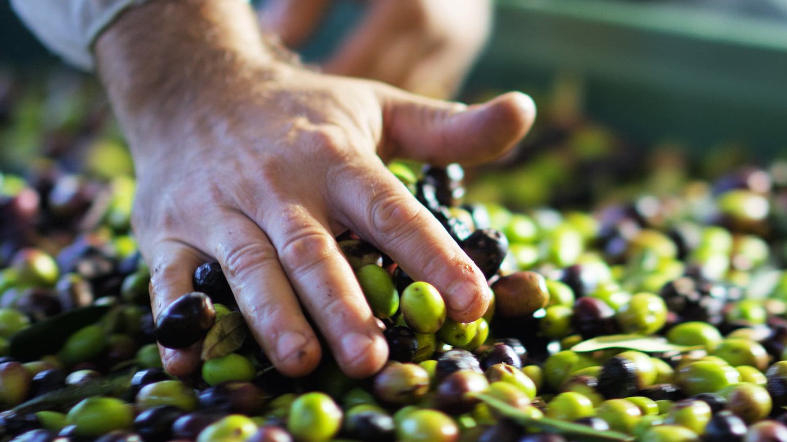 Olive Oil Times