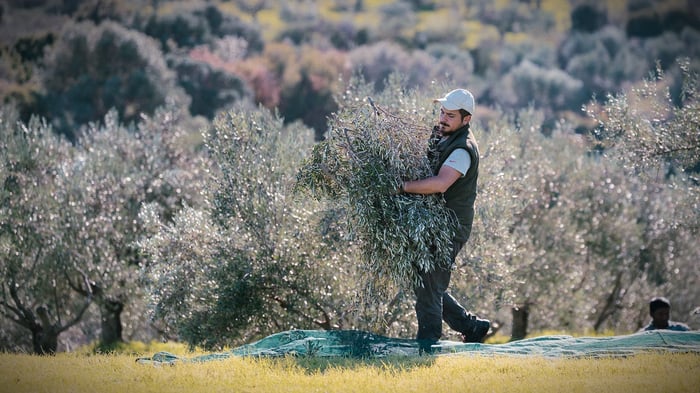 Olive Oil Times