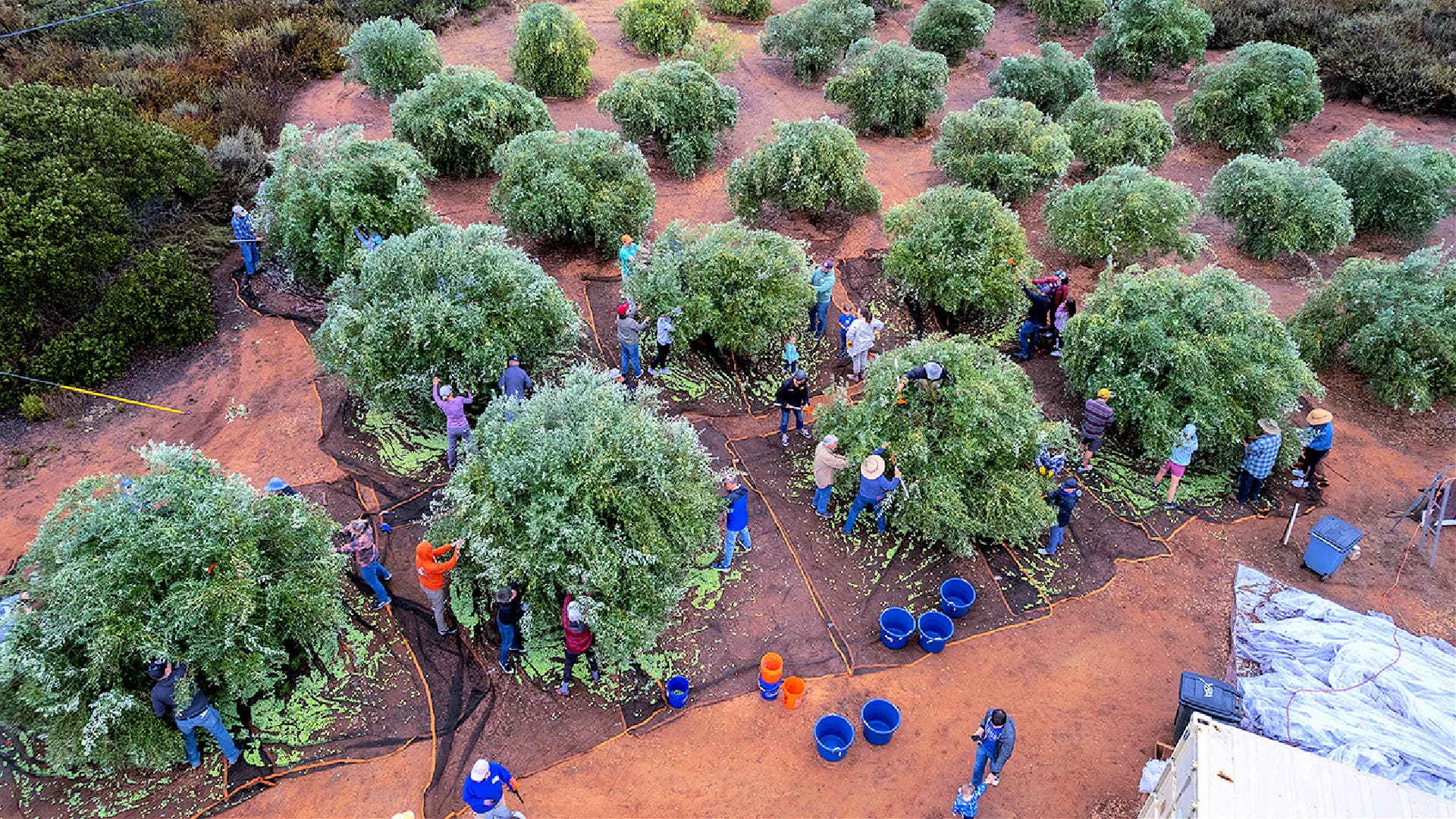 Olive Oil Times